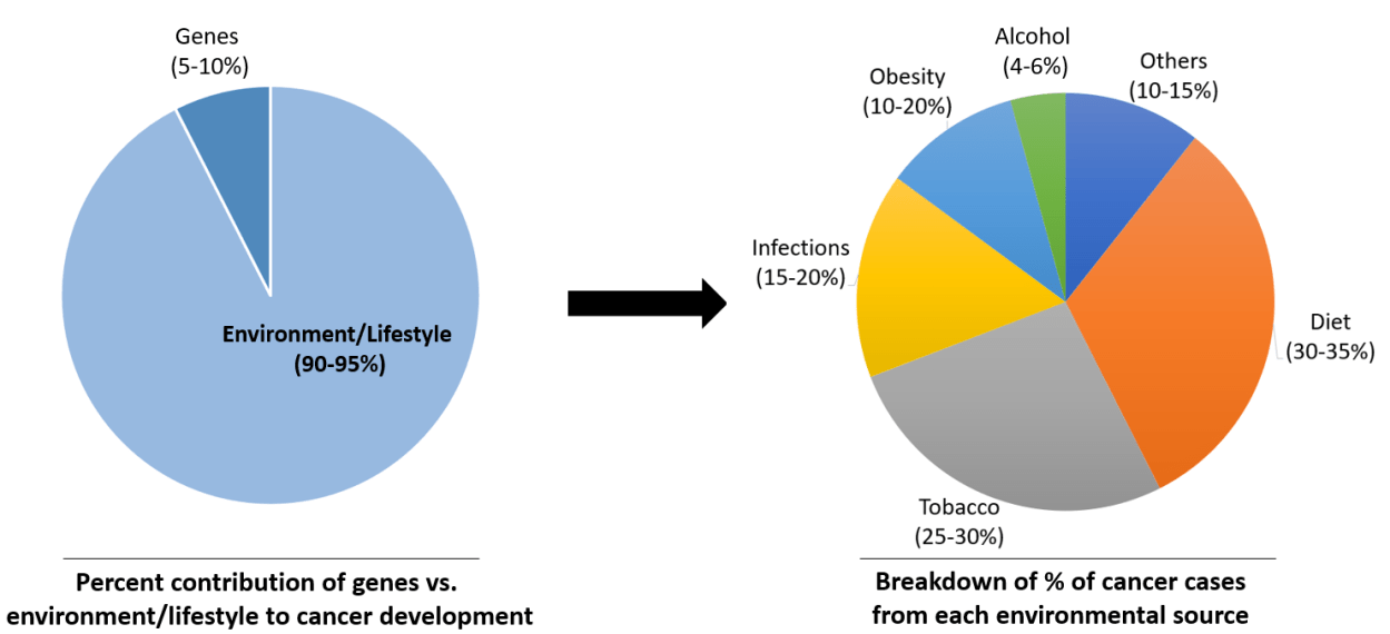 Cancer – how much of it is preventable? – OncoBites