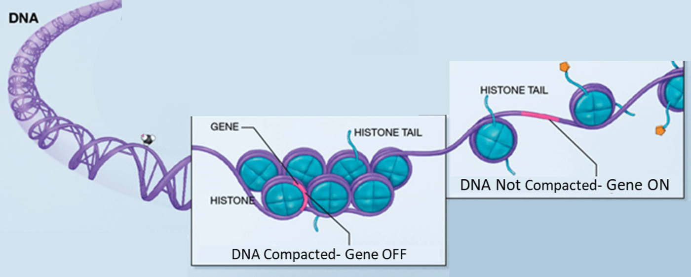 Epigenetics And Cancer Epigenetic Signatures In Cancer: Proper