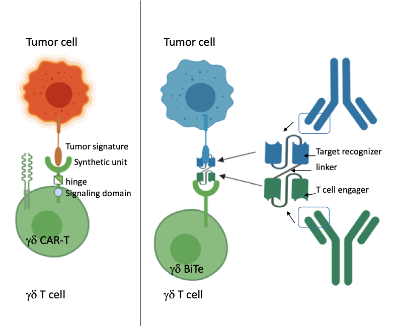 Sneaking into the non-conventional niches: Using gamma delta T cells to ...