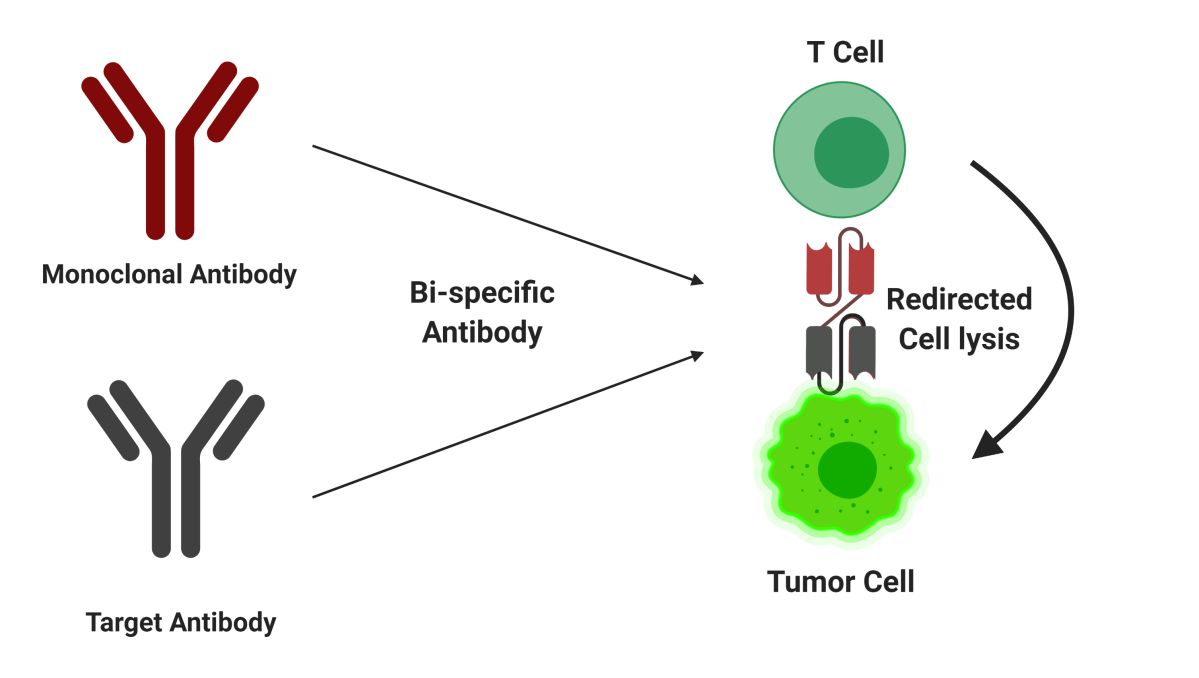 BiTE Molecules for Cancer Therapy – OncoBites
