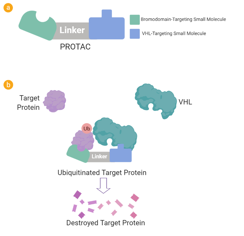 PROTACs: Building better therapies – OncoBites