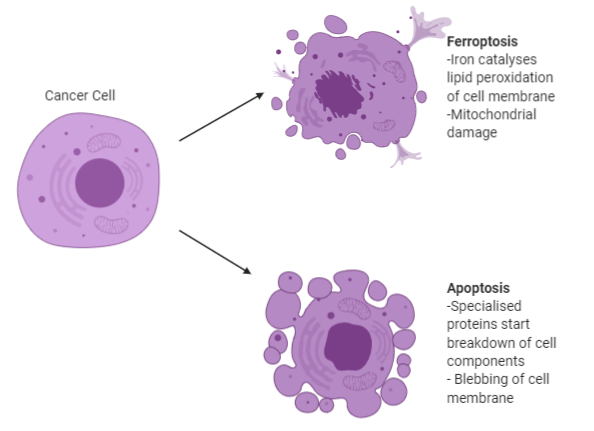Ferocious ferroptosis- programmed cell death in cancer treatment ...