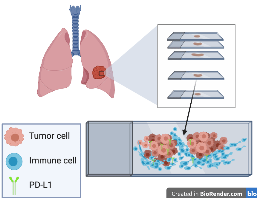The capability of companion diagnostics for selecting patients for ...
