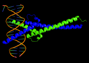 In sickness and in health: Myc and Max – OncoBites