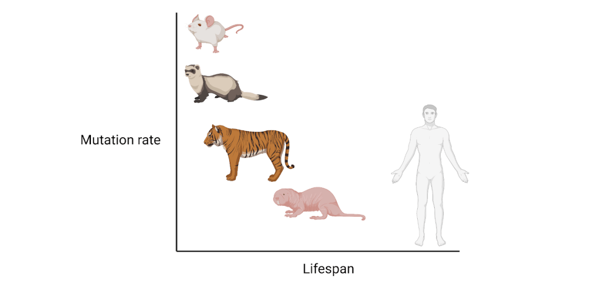 Somatic Mutation Across Mammals – OncoBites