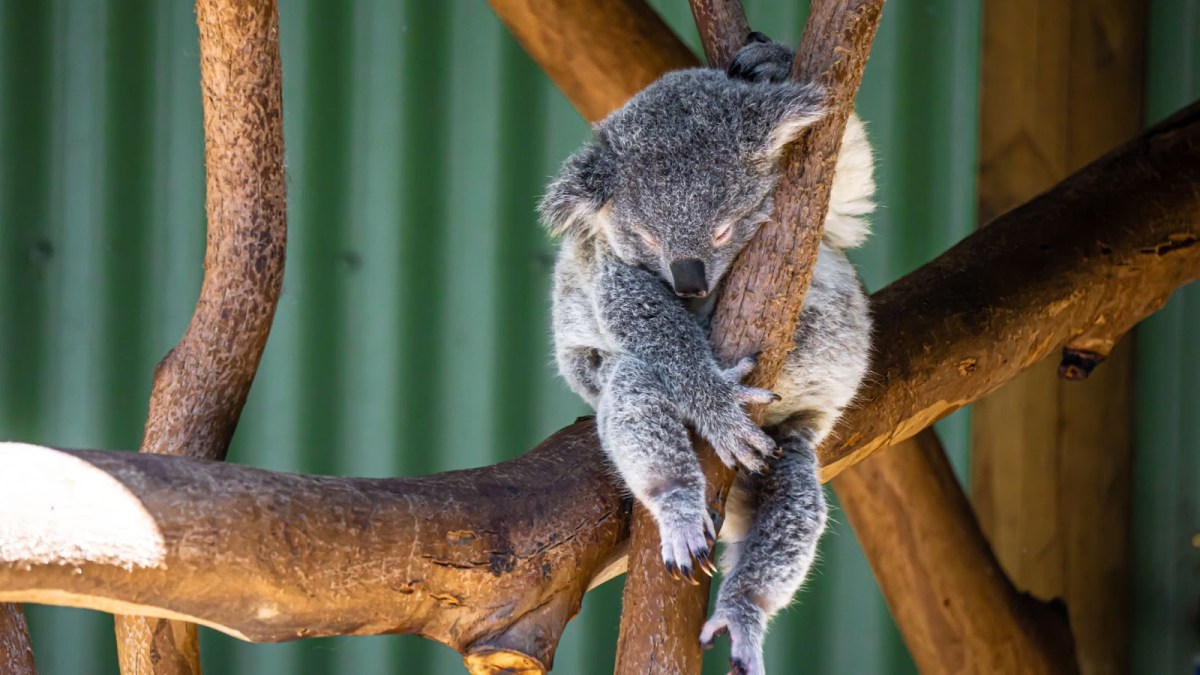 Cancer Cells Can Exploit Koala-like Grips to Metastasize – OncoBites