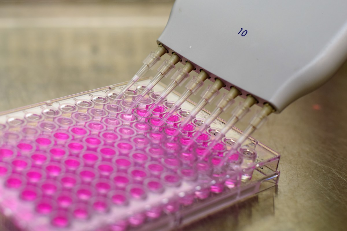 3D Screening of Compounds for Cancer Therapy – OncoBites