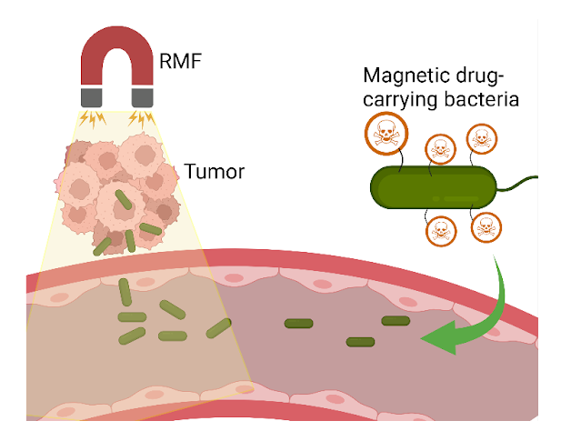 Fatal Attraction: Luring Bacteria Into Tumors With Magnets – OncoBites