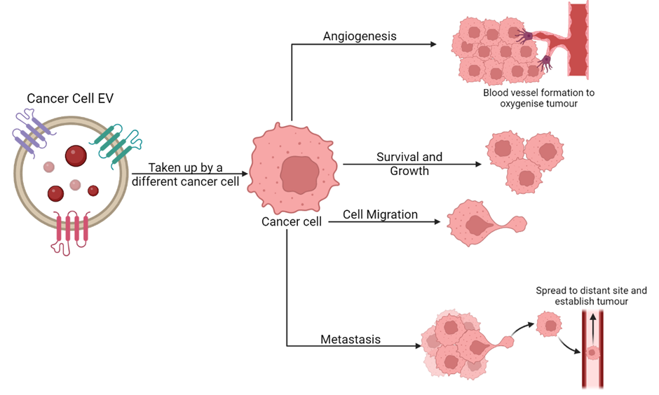 Extracellular Vesicles in Cancer – OncoBites