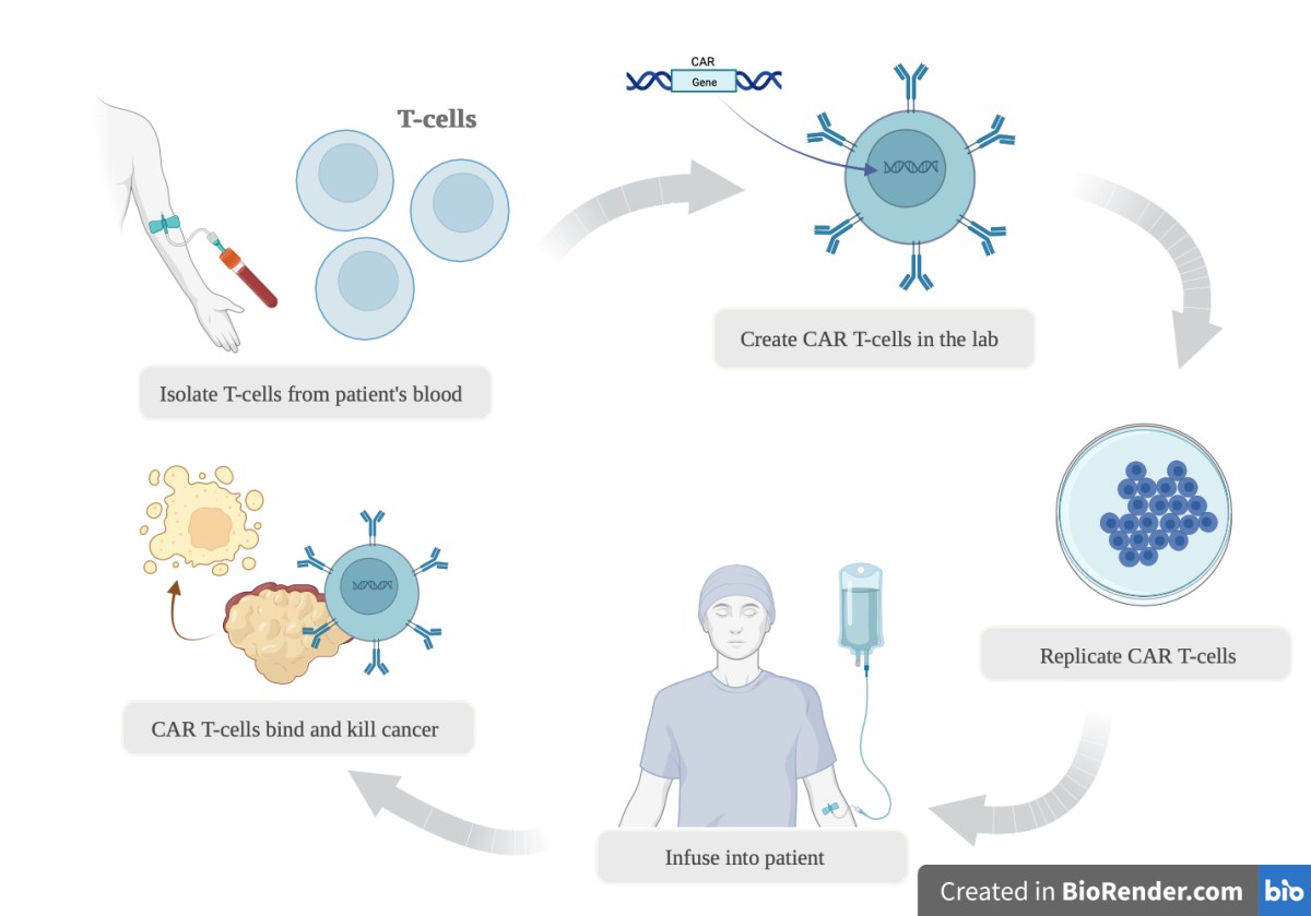 Empowering the Immune System to Fight Cancer: Exploring CAR-T Cell ...