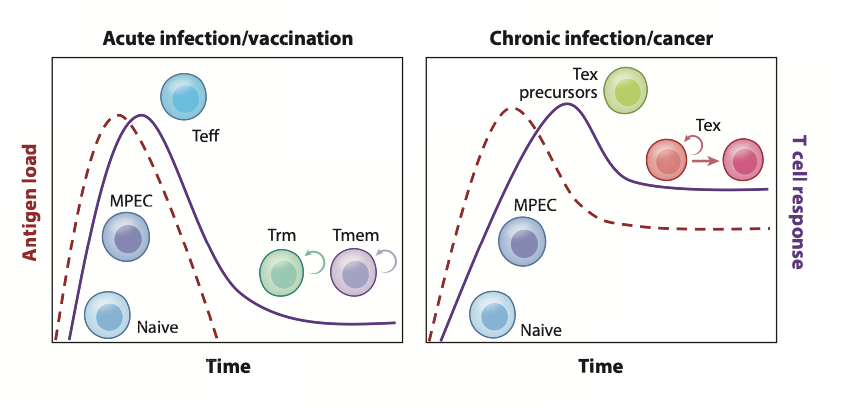 Cells Get Overworked Too: The Effect of T Cell Exhaustion in Cancer ...