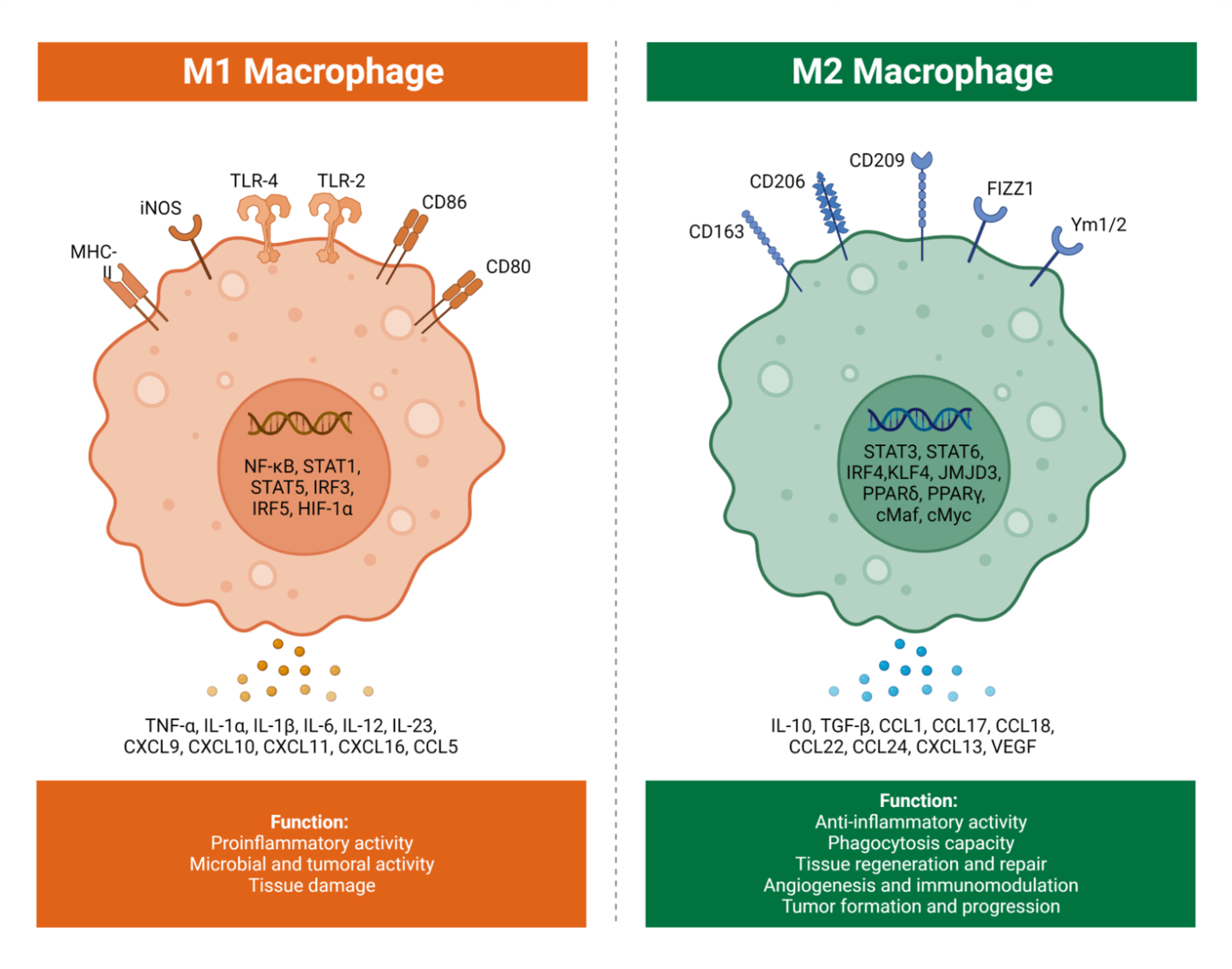 M1 Kills, M2 Heals: The Effects of Different Subsets of Macrophages in ...