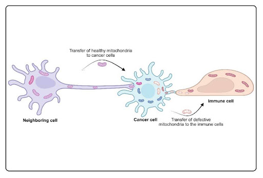 How Cancer Cells Steal Energy: The Story of Mitochondrial Transfer ...