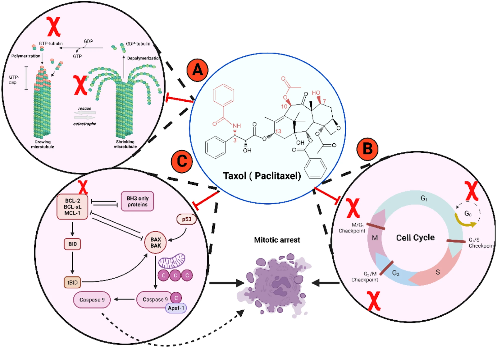 The Right Dosage of Taxanes – What happens after a Taxane toxicity ...